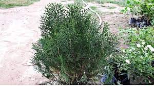 Morpankh Plant : Amazon.in: Garden & Outdoors