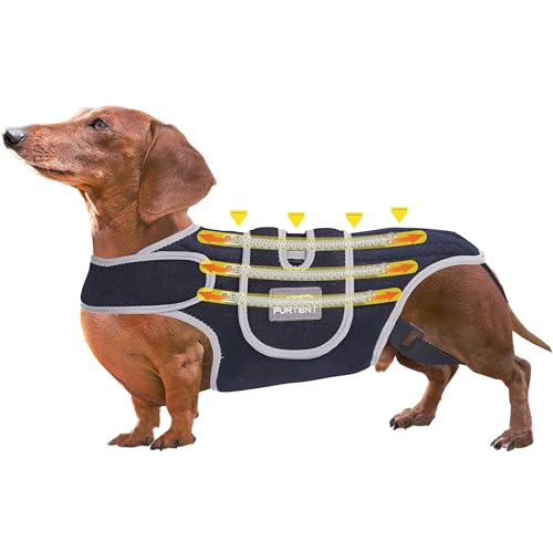 Dachshund Back Brace – The 15 best products compared - Wild Explained