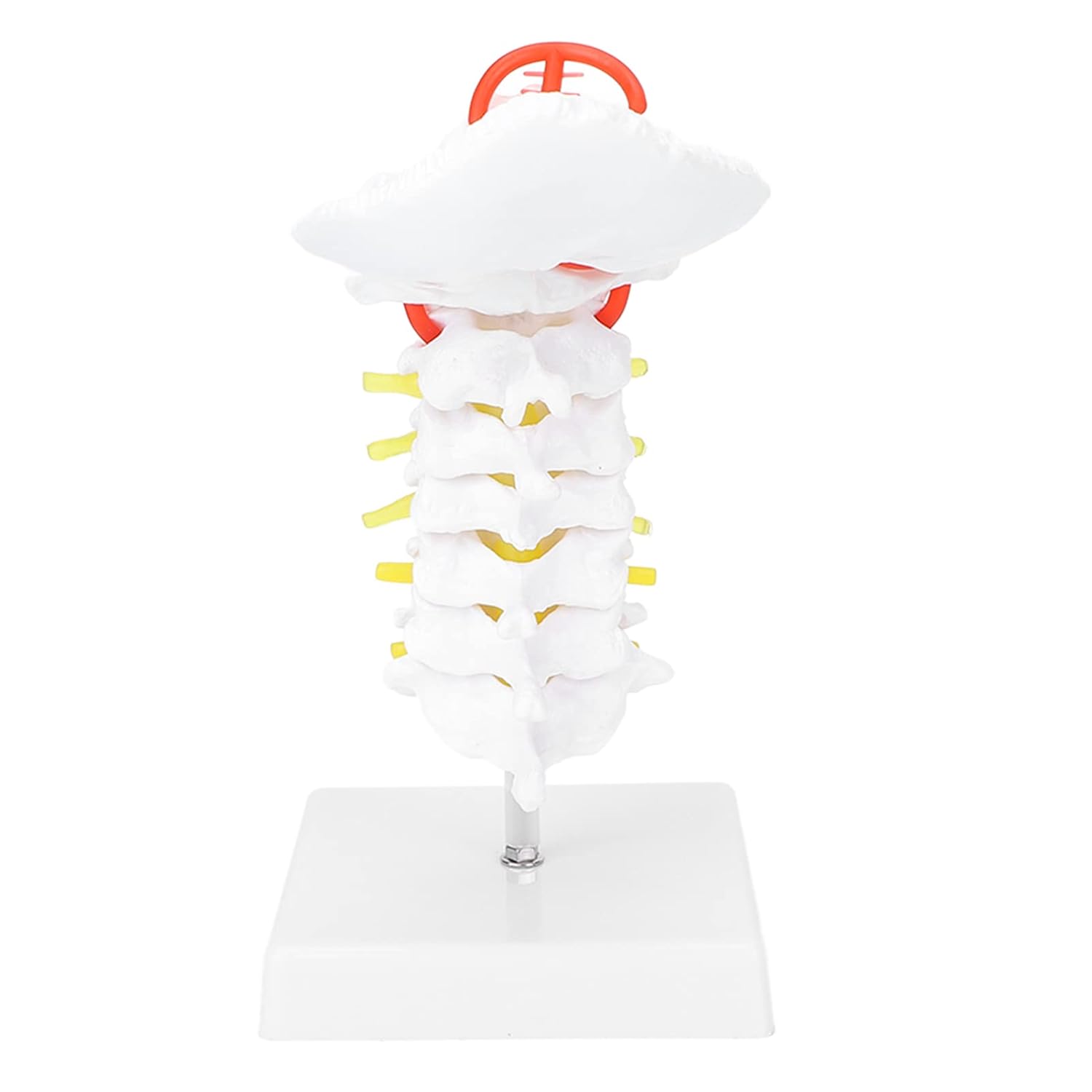 Human Cervical Spine Model for Science Classroom Bahrain | Ubuy