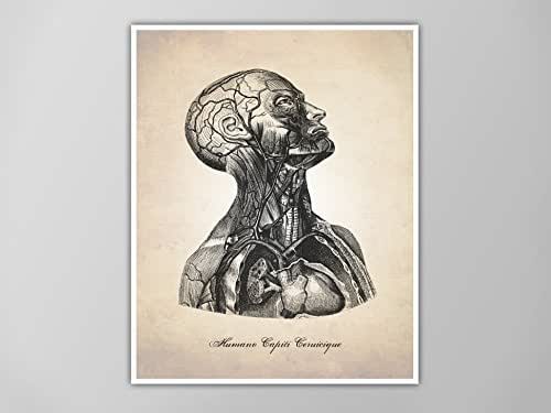 Amazon.com: Human Head and Neck Art Print, Medical Illustration, Human ...