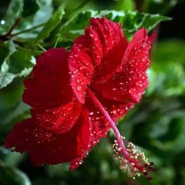 Oyeboy Lal Gudhal Flower Plant/Red Hibiscus Pack Of Live Plant/Desi ...
