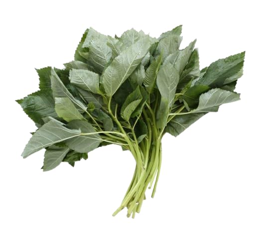 TENDER LEAVES Egyptian Spinach, Jute Seeds, Saluyot, Molokhia ...