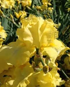 Harvest of Memories Reblooming Bearded Iris Rhizomes - Perennial - 2 ...