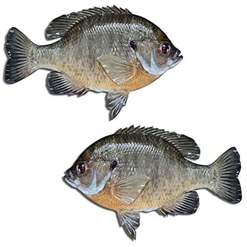 Amazon.com: Bluegill Fishing Pond Decal Sticker Sunfish Bream Brim ...
