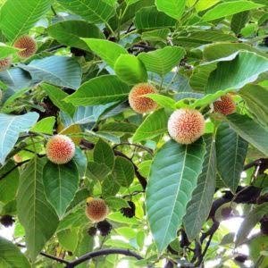 Maa Durga Garden Live Kadam-Kadamba-Leichhardt pine Fruit Plant ...