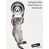 Amazon.com: Cute Hanging Baby Kitten cat Door Decal Sticker #6067A ...