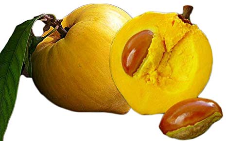 Creative Farmer Live Fruit Plant Egg Fruit Plant Muttappzham Native to ...
