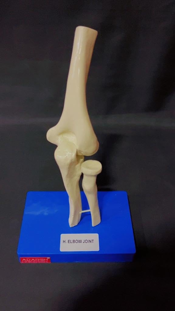 Ai Human Elbow Joint Model Anatomically Accurate Orthopedic Model ...