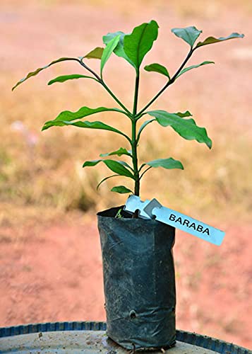 Trothic Gardens Dwarf High Yielding Baraba / Cherry Mangosteen Fruit ...