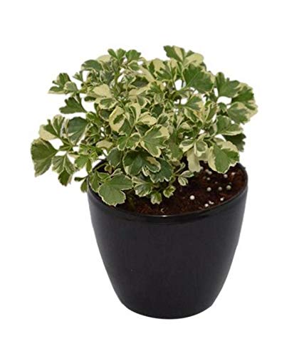Plants Point Dwarf Rare Live Plant ' Ball Aralia, Aralia Bush ' Green ...