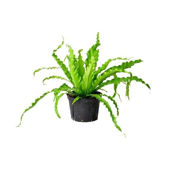 Mphmi Plants Amazingplant Victoria Bird Nest Fern, Asplenium Victoria ...