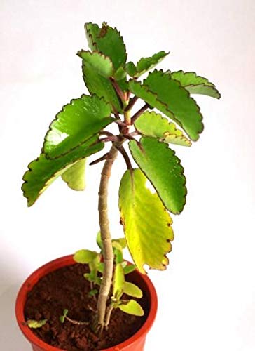 Plants Point-Patharchatta, Bryophyllum pinnatum, Kidney Stone Plant ...