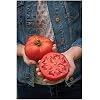 PREMIER SEEDS DIRECT - Tomato - Burlesque - 12 Seeds (Blight Resistant ...