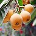Amazon.com : QAUZUY GARDEN 10 Loquat Tree Seeds, Japanese Plum, Medlar ...