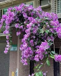 SOMNIA NURSERY "Garlic Vine"Lahsun Bel Mansoa Alliacea Flower Plant ...
