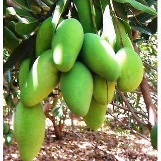 Cloud Farm Live Dasheri/Dashehari Mango Grafted Fruit Plant - Healthy ...