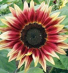Just Seed - Flower - Sunflower - Ruby Eclipse - 10 Seeds : Amazon.co.uk ...
