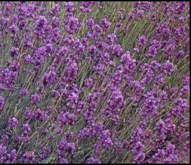 Lavender Spica - Lavendula spicata - Qty - 200 seeds : Amazon.co.uk ...