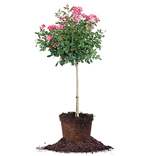 6 Ways to Use the Crepe Myrtle Tree for Landscaping