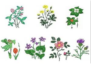 Amazon.com: Threadart Machine Embroidery Design Bundles - Plant Sets ...