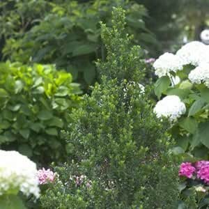 Amazon.com : Ilex-Sky-Pointer - 8" Jumbo Pot (Shrub) : Patio, Lawn & Garden
