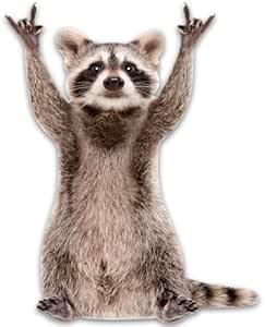 Amazon.com - Rocking Raccoon Sticker Decal for Car or Truck Windows ...