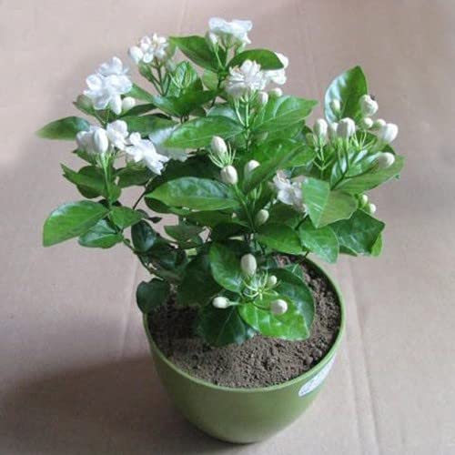 Your Garden Indoor Live Plant With Pot - Jasmine Plant Chameli White ...