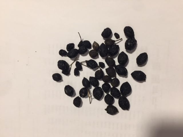 kari leaves seeds for plant Pack Of 19 : Amazon.in: Garden & Outdoors