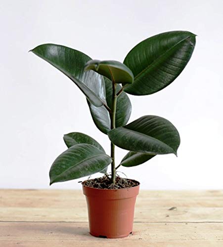 Plant House Live Rubber Plant-Indian Rubber Bush-Ficus Elastica ...