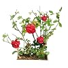Sumit Greenery Desi Gulab Live Plant (Roj Rose) ? Indian Traditional ...
