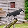 Amazon.com : Gavigain Realistic Crows, Halloween Crow Decorations ...