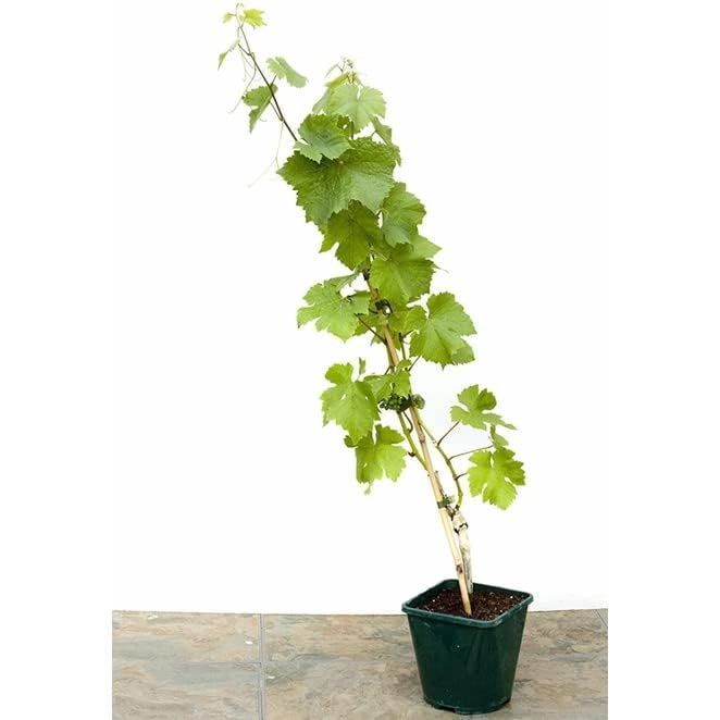 Greenursery Sweet Grapes Round angur Fruit Plant All Weather Adjustable ...