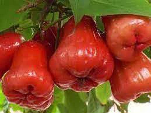 Mohomaya Beautiful Gardening Jamrul(ModelThai red)plant - |Jamrul ...