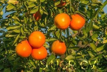 Maan Organic farms kinnu fruit plant 2-3 ft : Amazon.in: Garden & Outdoors