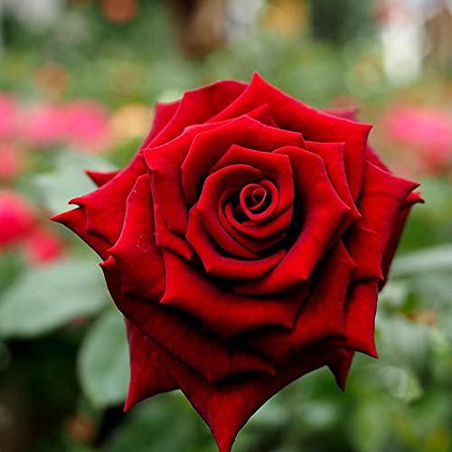 Mphmi Plants King Of Rose Plant - Flowering Plants Flower Garden Live ...