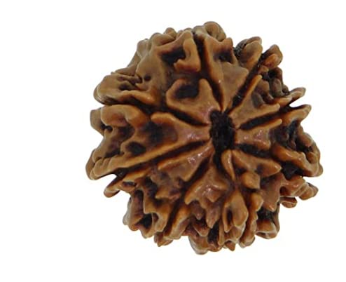 Six Mukhi Rudraksha Certified/Original Nepali 6 Mukhi Rudraksh/Natural ...