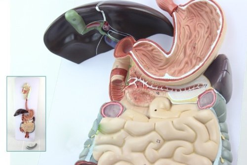 Buy Doc.Royal Human Life Size Digestive System Simulation Model Medical ...