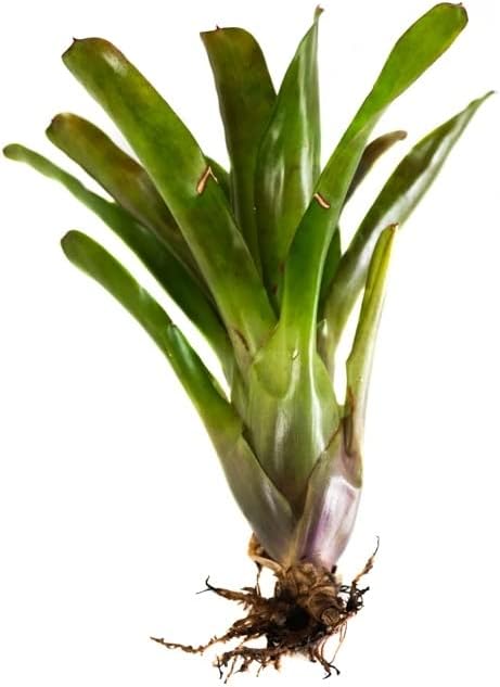 Amazon.com : Neoregelia 'Zoe' Bromeliad : Plants : Patio, Lawn & Garden