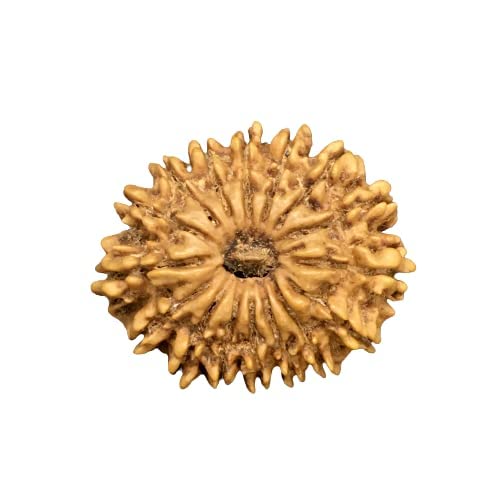 SRT Rudra 16 Mukhi Rudraksha Original Certified Sixteen Face Rudraksha ...