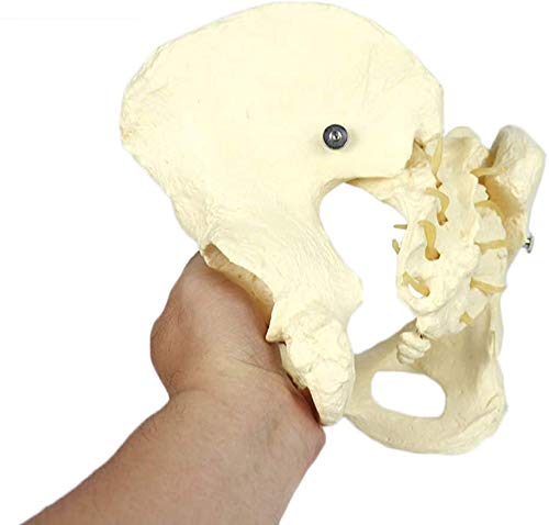 Buy Pelvis Model - Life Size Pelvis Female Model - Life Size Basin ...