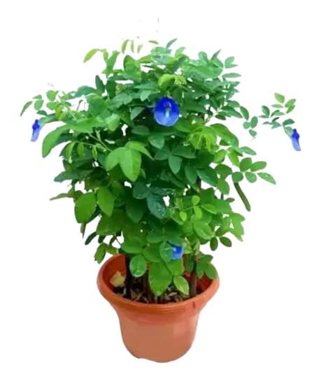 Greenursery Real Live Blue Flower Aparajita Pigeonwings Butterfly Pea ...