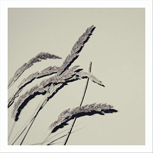 Play Asymmetry by Anthéne on Amazon Music
