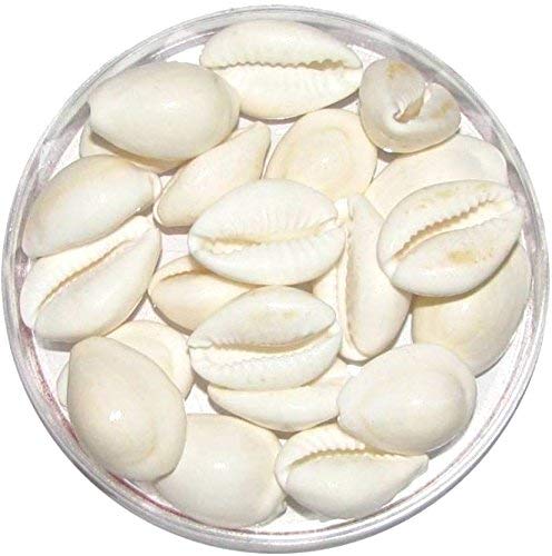 NEALEXKLUSIVE® White Kawrie shells Kodi Kawdi/Kaudi/Kowdi/Cowrie/Koudi ...