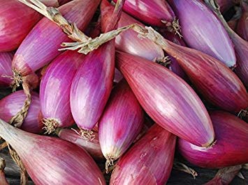 Amazon.com : Long Red Florence onion seeds,(Long-day onion) Mild, sweet ...