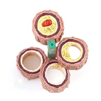 Human Anatomical Model, 4-Piece Artery Model, Human Artery Blood Vessel ...