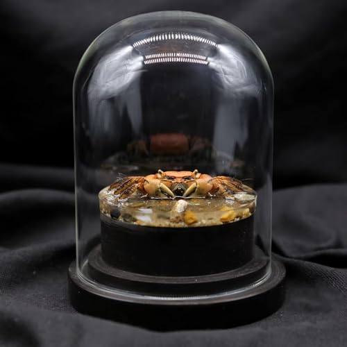 Rotscherenkreb – Cherax quadricarinatus | Aquaristik