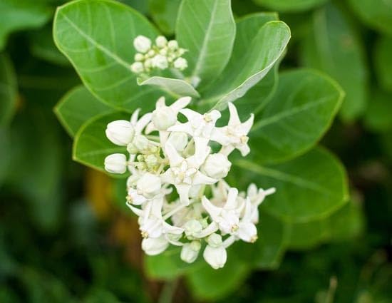 Golden Bloom akhanda Flower Safed aak Calotropis gigantean Arakha ...