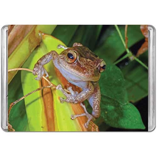 Coqui: 0653370416348: Amazon.com: Books