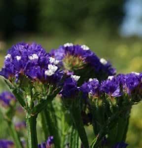 Amazon.com : Flower Statice Midnight Blue D1917A (Multi Color) 50 Seeds ...