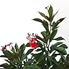 Amazon.com : American Plant Exchange Jatropha Bush – 10-Inch with Pot ...